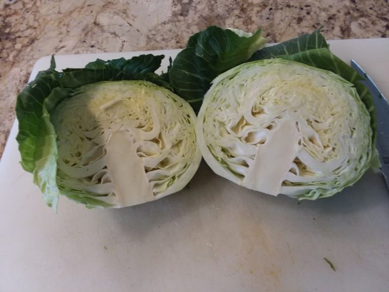 Our First Cabbage – Sundown Farms