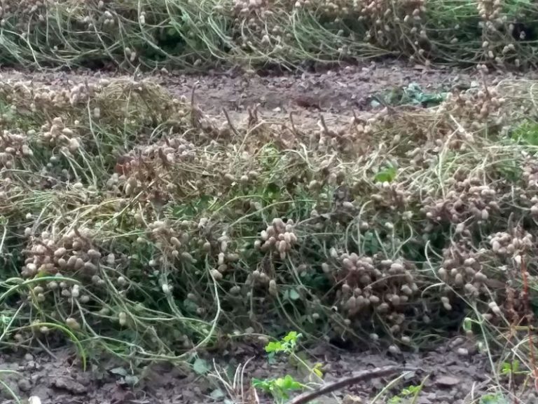 Digging Peanuts – Sundown Farms